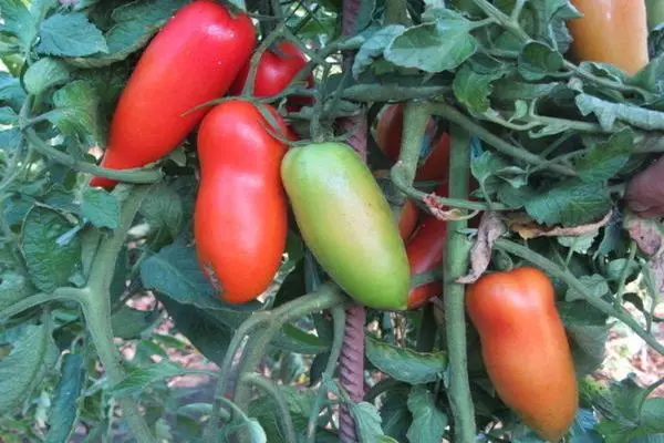 Plátano de tomate