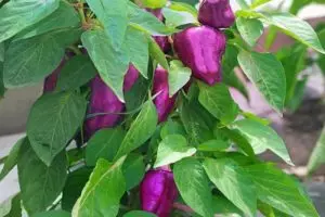 Danasîna Pepper Varieties Big Dad, Stêrka Rojhilat, Bellê Purple, Blossom, Purple