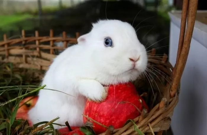 How to train rabbit