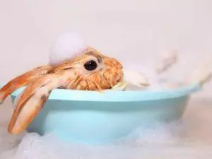 Je možné koupat dekorativní králík doma