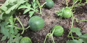 Watermelon growing technology in open soil, soil selection, formation and care