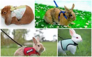 Soorten konijnen voor konijnen en hoe u het zelf kunt wandelen