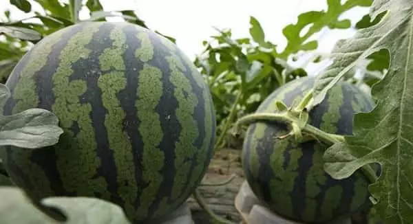 Kako rasti lubenice u stakleniku u predgrađu: slijetanje i njegu, s fotografijama i videozapisima