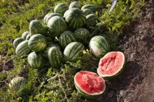 Kenmerken van het kweken van Astrakhan-watermeloenen, koord rijpen en hoe een variëteit te onderscheiden