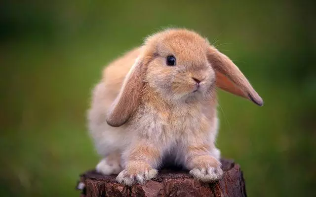 Dekoratif tavşan