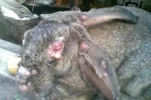 Objawy i leczenie chorób królików, jakie są AIDS są niebezpieczne dla osoby