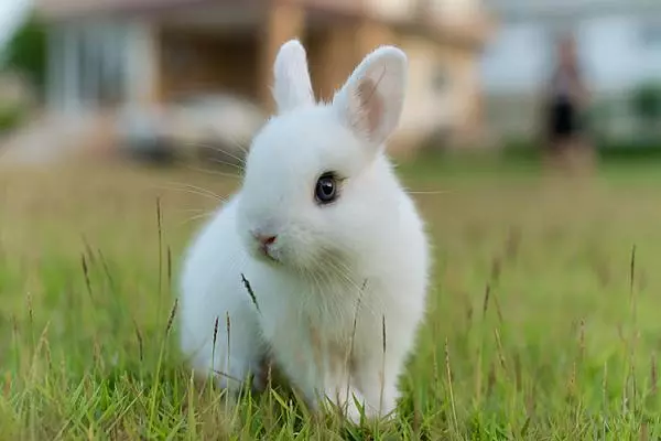 Dekoratif tavşan