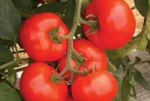 Hunhu uye tsananguro yeiyo tomato cakada tomato