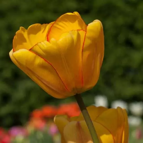 Apoldern Tulip.