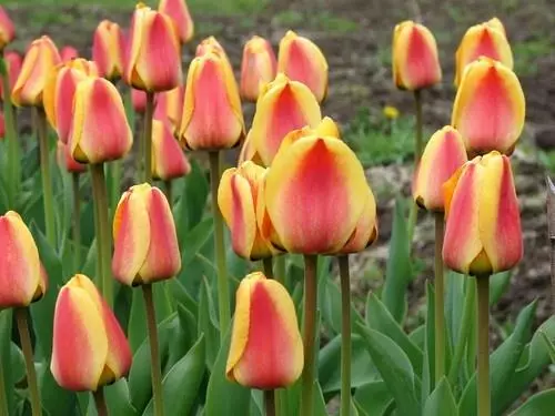 አፖዳር tulip.