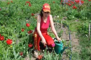 ¿É posible plantar tulipas na primavera, en que marco de tempo e como realizar o procedemento)