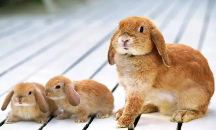 خرگوش های کوچک