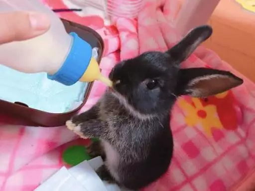 Rabbit Feeding