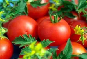 Caractéristique et description de la variété des débuts de la tomate, son rendement