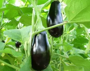 Beskrivelse af sorten af ​​aubergine desteda f1, egenskaber og udbytte