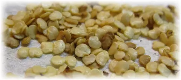 זרעים Eggplazhanov.