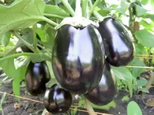 Famaritana ny Grage Eggplant Marzipan F1, ny toetrany sy ny vokatra