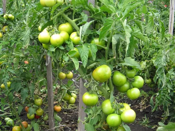 Zelena grmičevje Tomato Super Nagrada