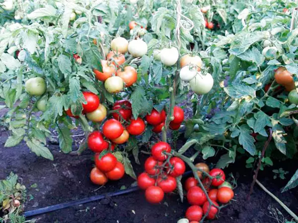 Tomati Super auhind avatud maapinnal