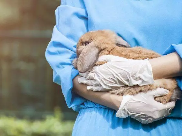 Drogy pro králíky: Seznam lékařství pro pomoc na pomoc a jejich účel 9009_9