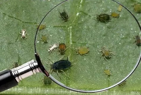 Beetles ქვეშ magnifying მინის