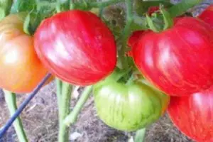 Caratteristica e descrizione del pomodoro di pomodoro Zuan