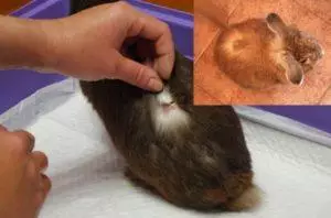 Symtom och diagnostik berövade kaniner, behandling och förebyggande