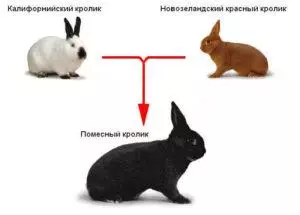 ڇا اهو ممڪن آهي ۽ خرگوش جي مختلف نسلن کي پار ڪرڻ جا ڪهڙا اختيار آهن