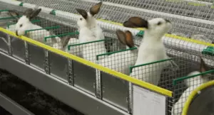 Rentable o sin negocio para la reproducción de conejos, pros y contras y cómo organizar