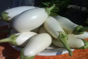 Cur síos agus tréithe bibo eggplant, fás agus cúram