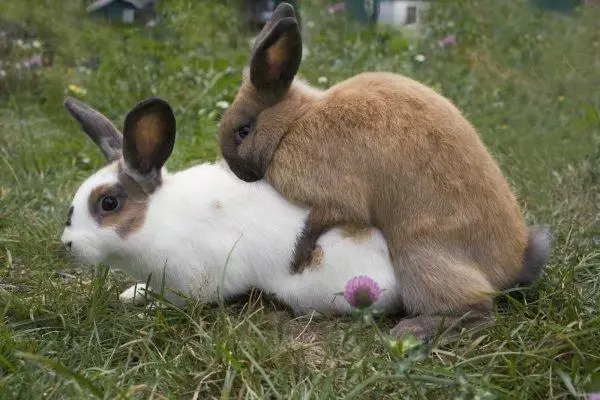 Párování králíků: Pravidla doma pro začátečníky
