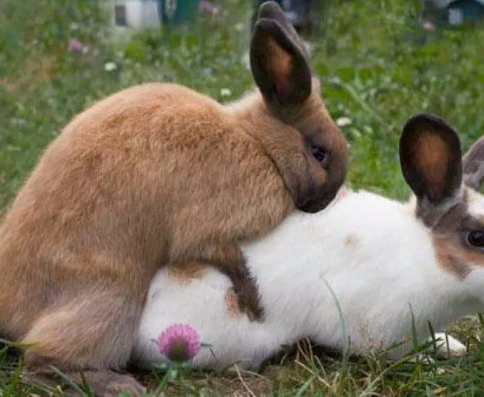 Parning kaniner