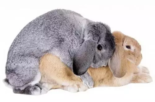Rabbits pairing