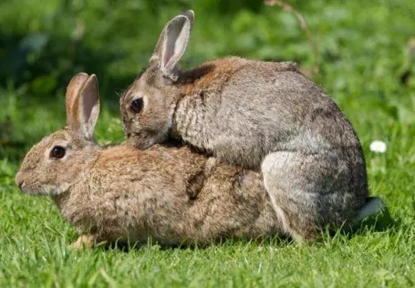 Maridatge de conills