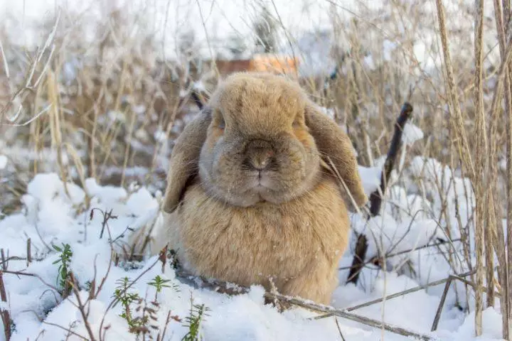 Зајак на снег
