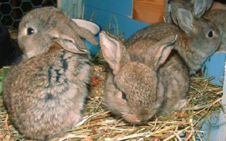 ການໃຫ້ອາຫານ rabbits