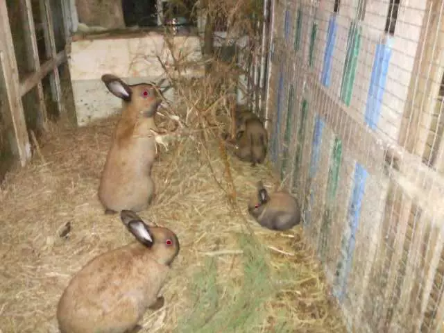 د خرگوشانو تغذیه کول