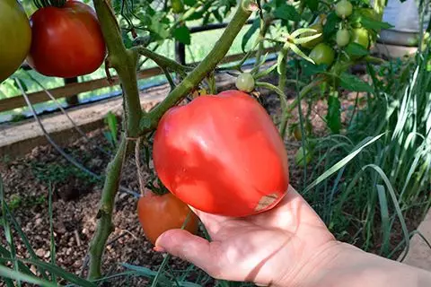 Tomato Pag-atiman kaniya
