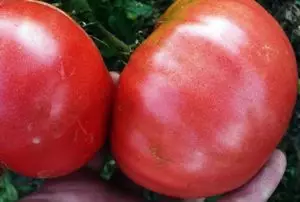 Ciri-ciri dan perihalan pelbagai tomato raja raja, hasilnya