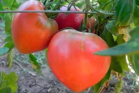 兩根莖的西紅柿
