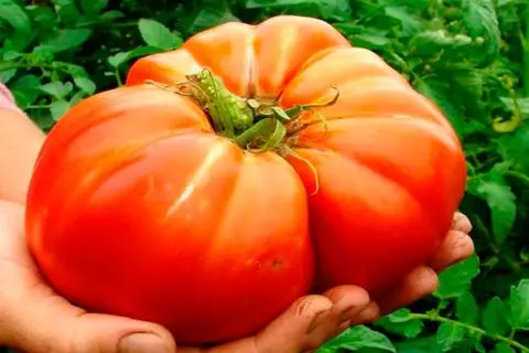 番茄生长品种