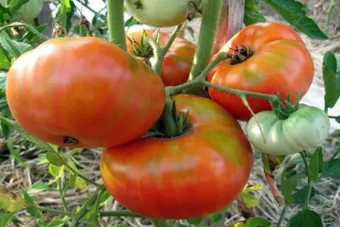 Pride de la tomate Sibérie