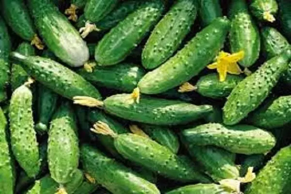 प्रागका Cocumbers