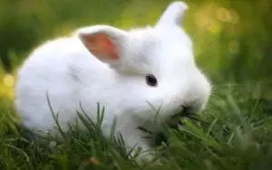 Beskrivning och egenskaper hos kaniner i rasen Hommelin och reglerna för deras innehåll