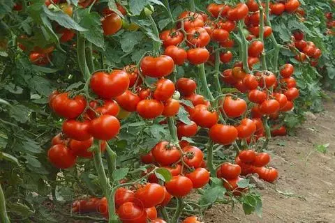Soarch foar tomaten