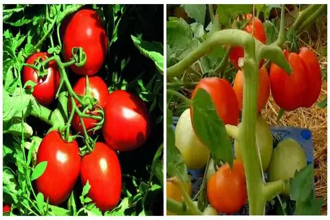 Melyster plant tomato