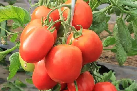 Tomato yn tyfu melys plant