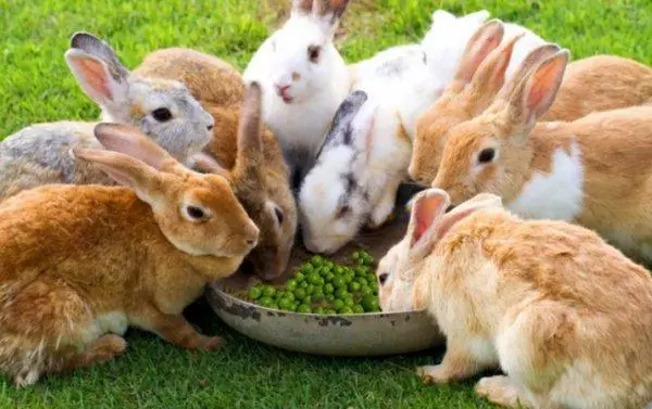 Mulți iepuri