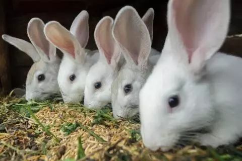 Kaniner spiser