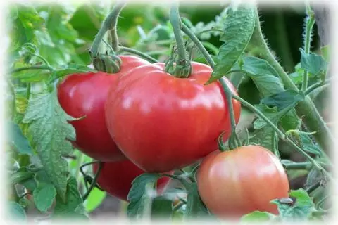 Perawatan tomat